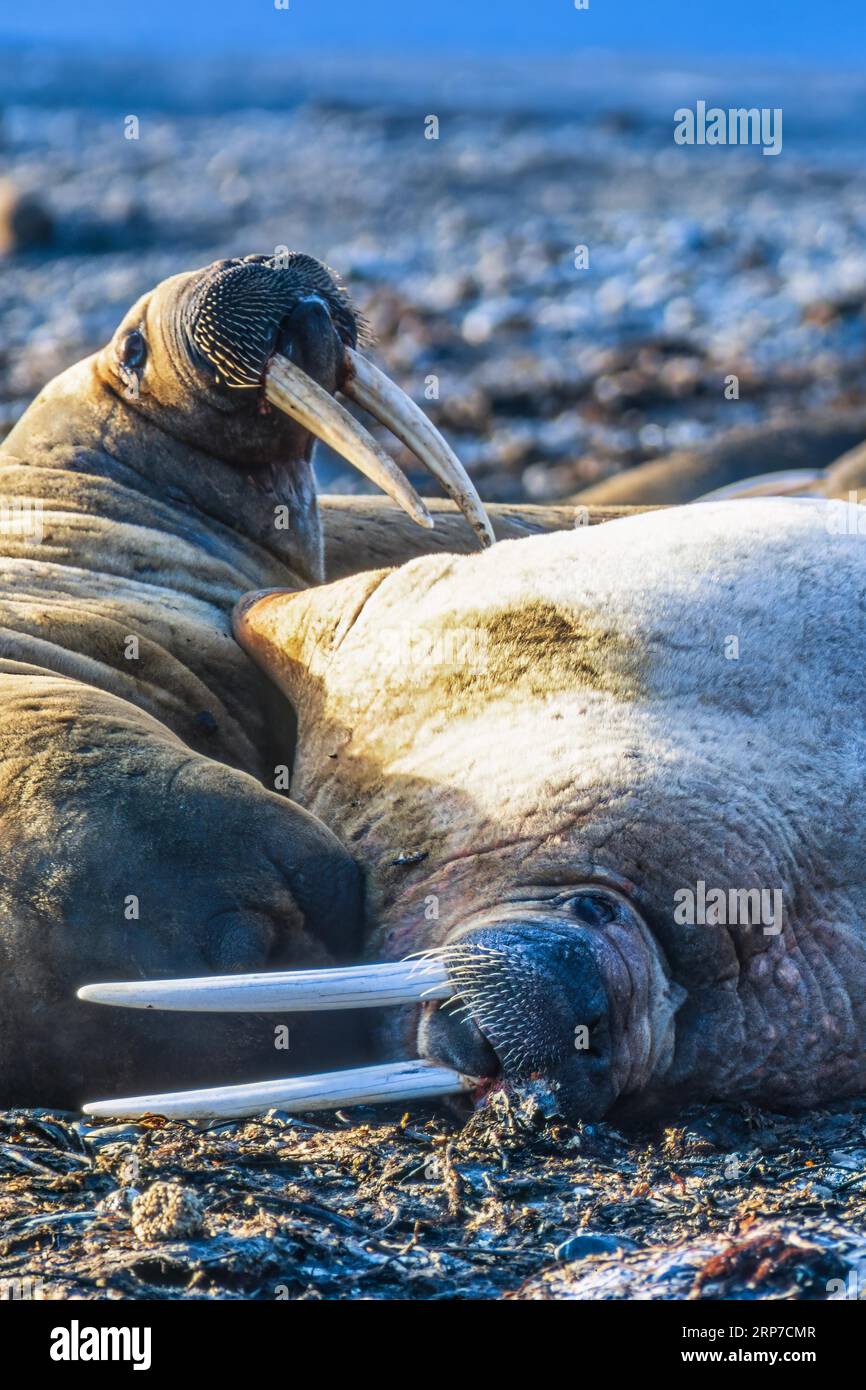 Walruses resting on a beach at the Arctic Ocean, Svalbard, Norway Stock ...