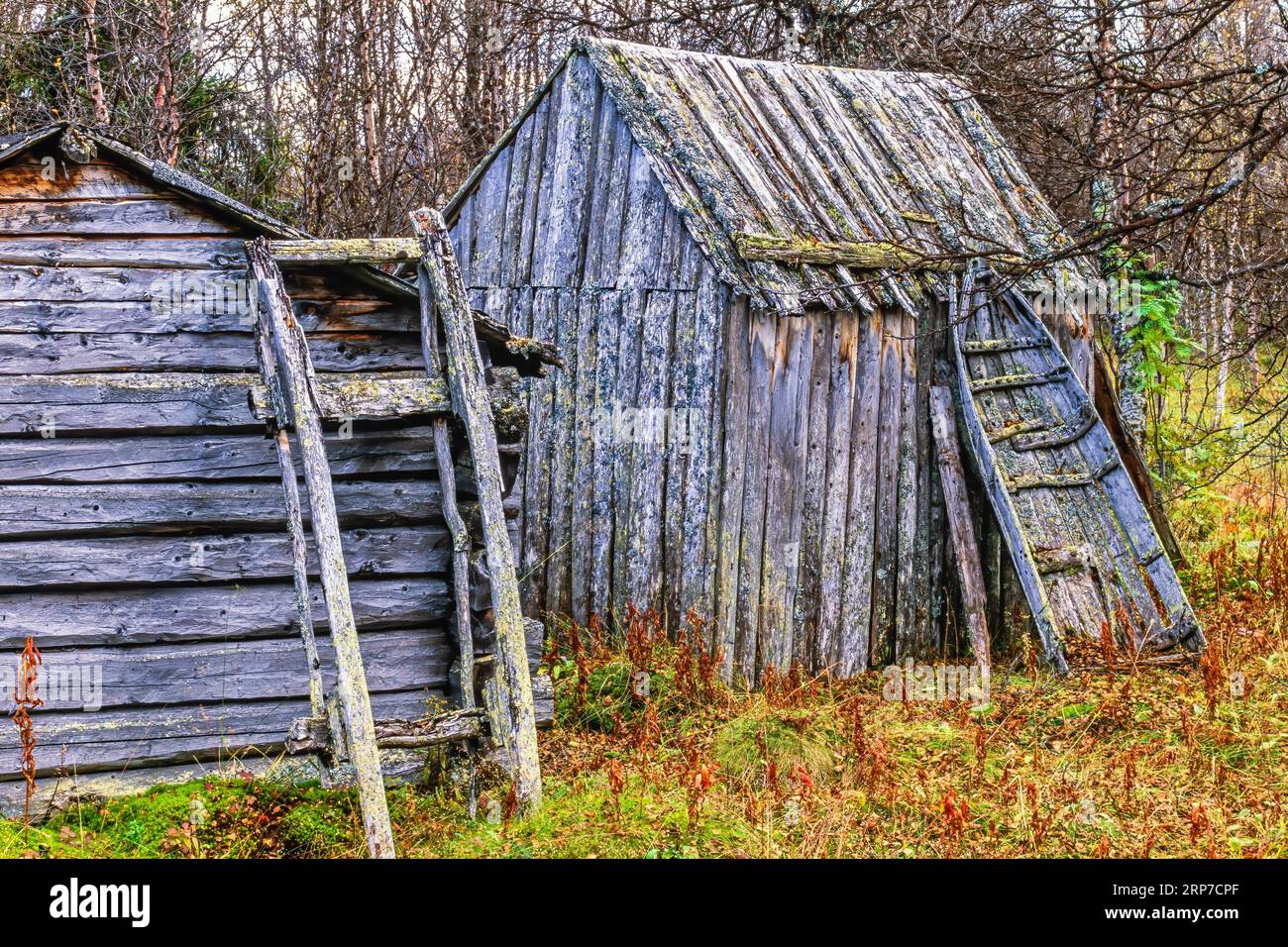Sami culture buildings with sled by old shed in the forest in autumn ...