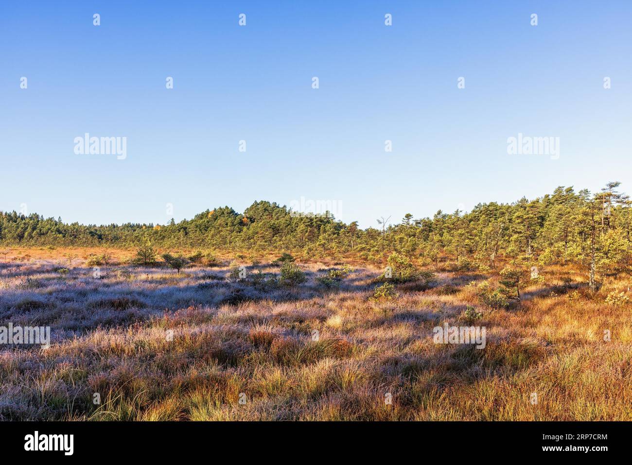 Bog with pine trees and frost on the ground in autumn, Sweden Stock ...
