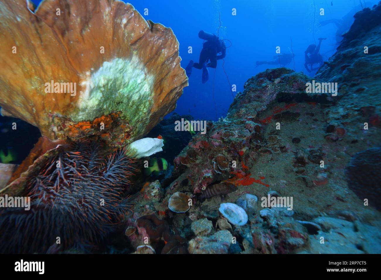 star fish within coral reef Stock Photo - Alamy