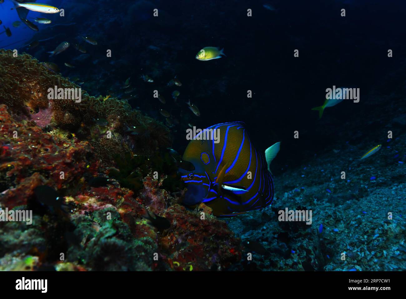 Blue Ringed Angelfish feeding on sea floor Stock Photo - Alamy
