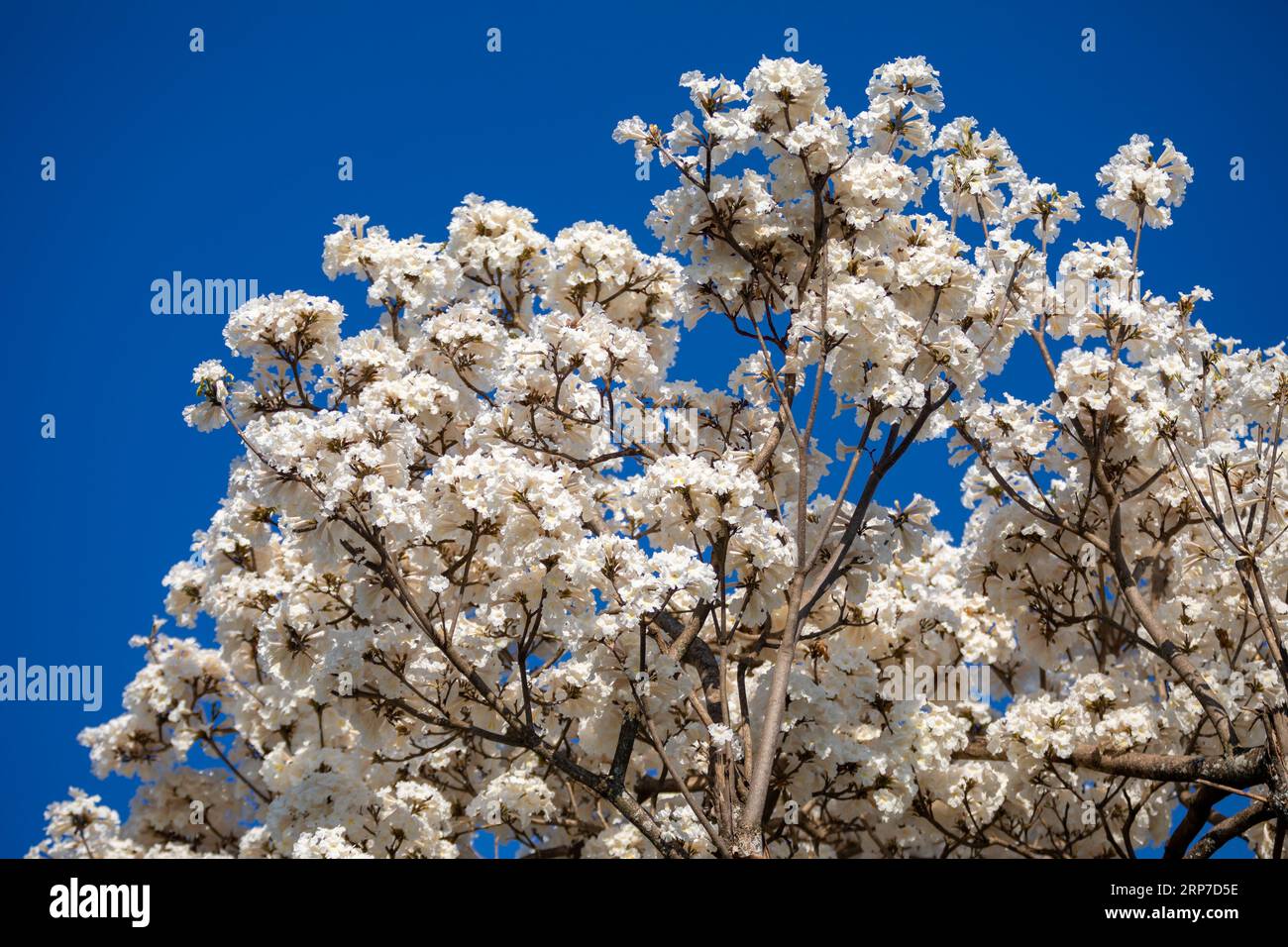 Wonderful Flowers of a white ipe tree, Tabebuia roseo-alba (Ridley ...