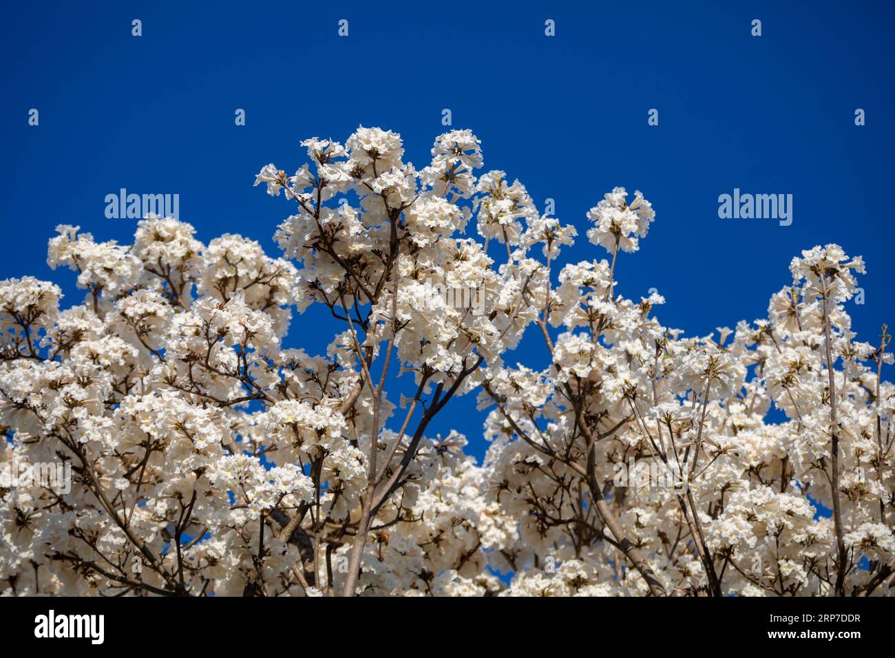 Wonderful Flowers of a white ipe tree, Tabebuia roseo-alba (Ridley ...