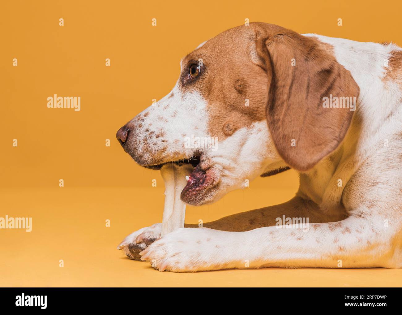 Lateral view cute dog eating bone Stock Photo - Alamy