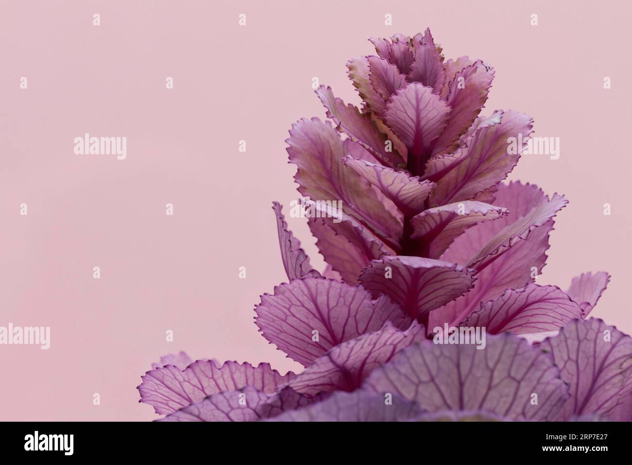 Front view spring plant with, High resolution photo Stock Photo - Alamy