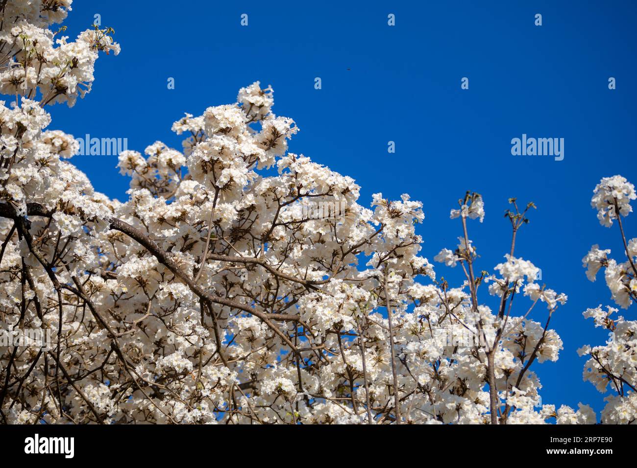 Wonderful Flowers of a white ipe tree, Tabebuia roseo-alba (Ridley ...