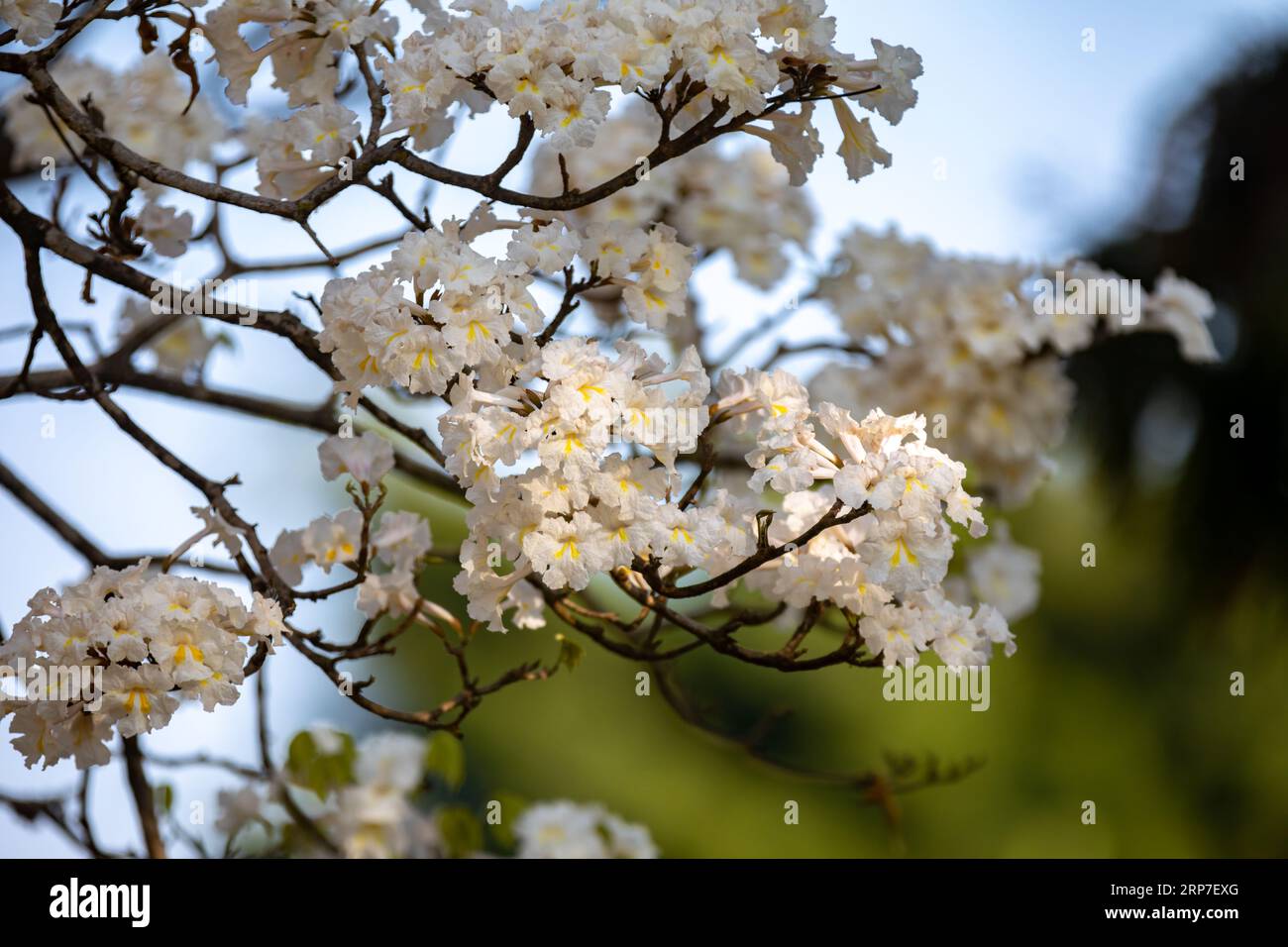 Wonderful Flowers of a white ipe tree, Tabebuia roseo-alba (Ridley ...