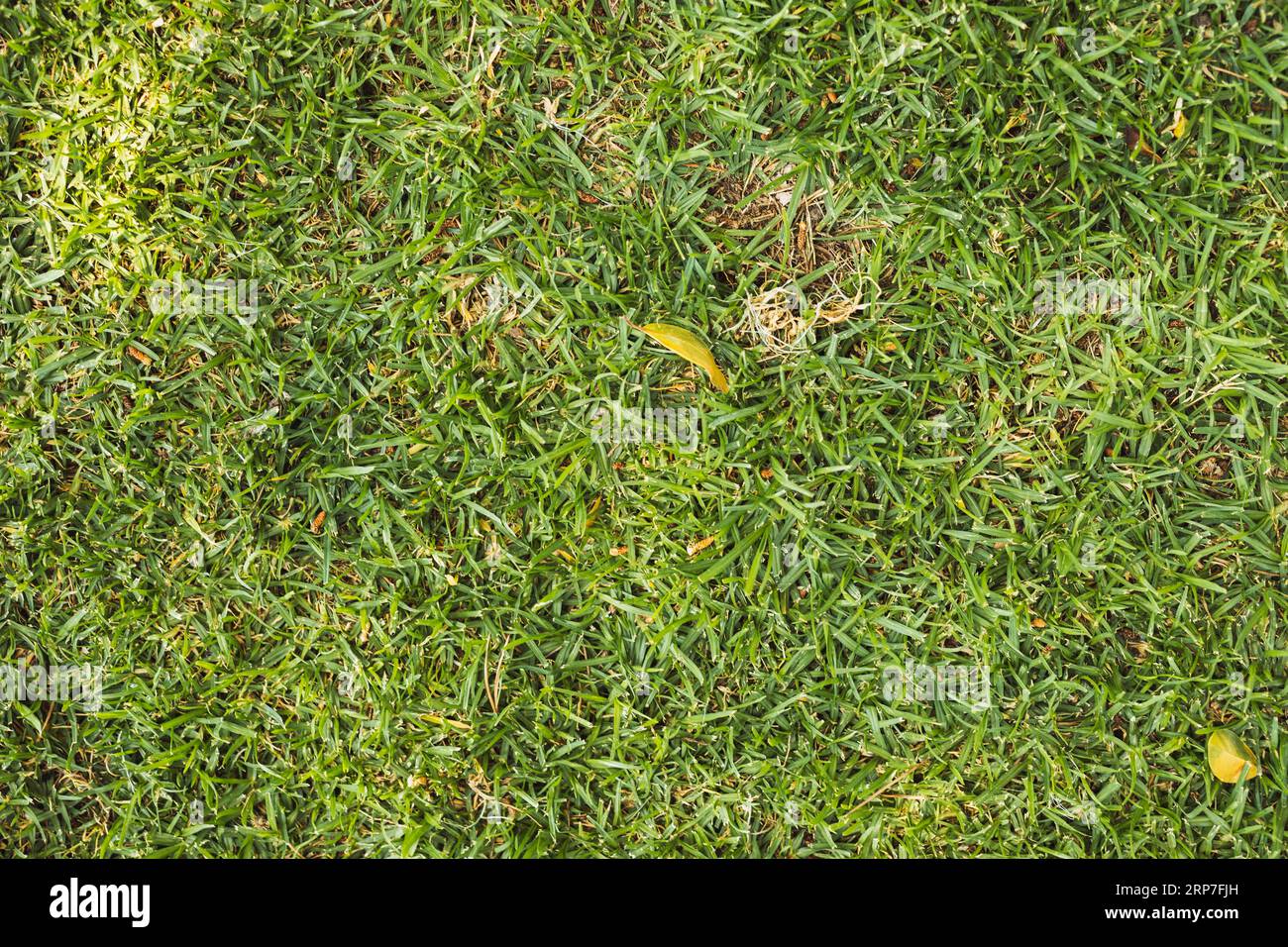 Texture bright green grass Stock Photo - Alamy