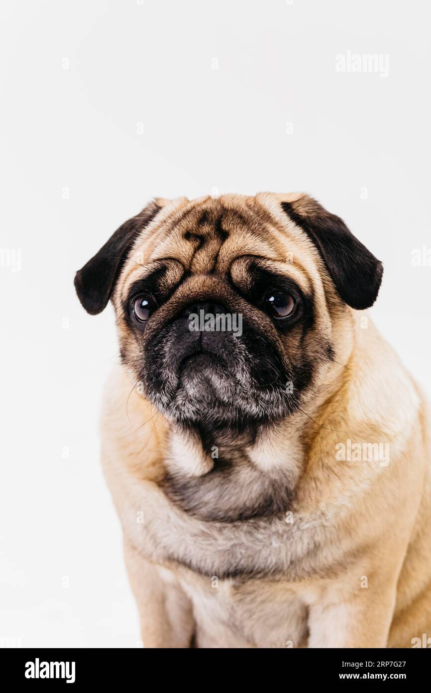 Apricot fawn pug dog flat face sad eyes Stock Photo - Alamy