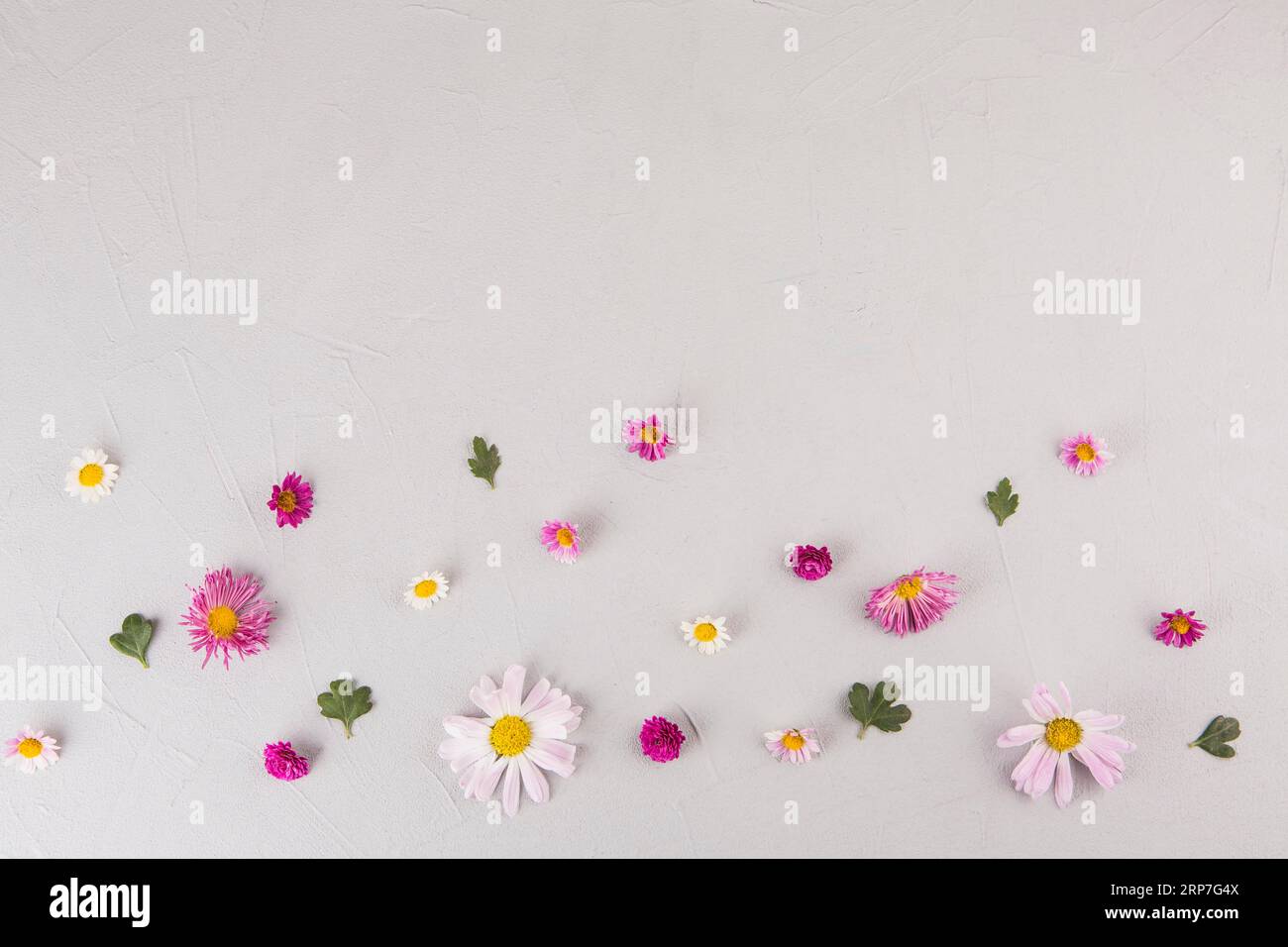 Japanese jasmine flower hi-res stock photography and images - Alamy