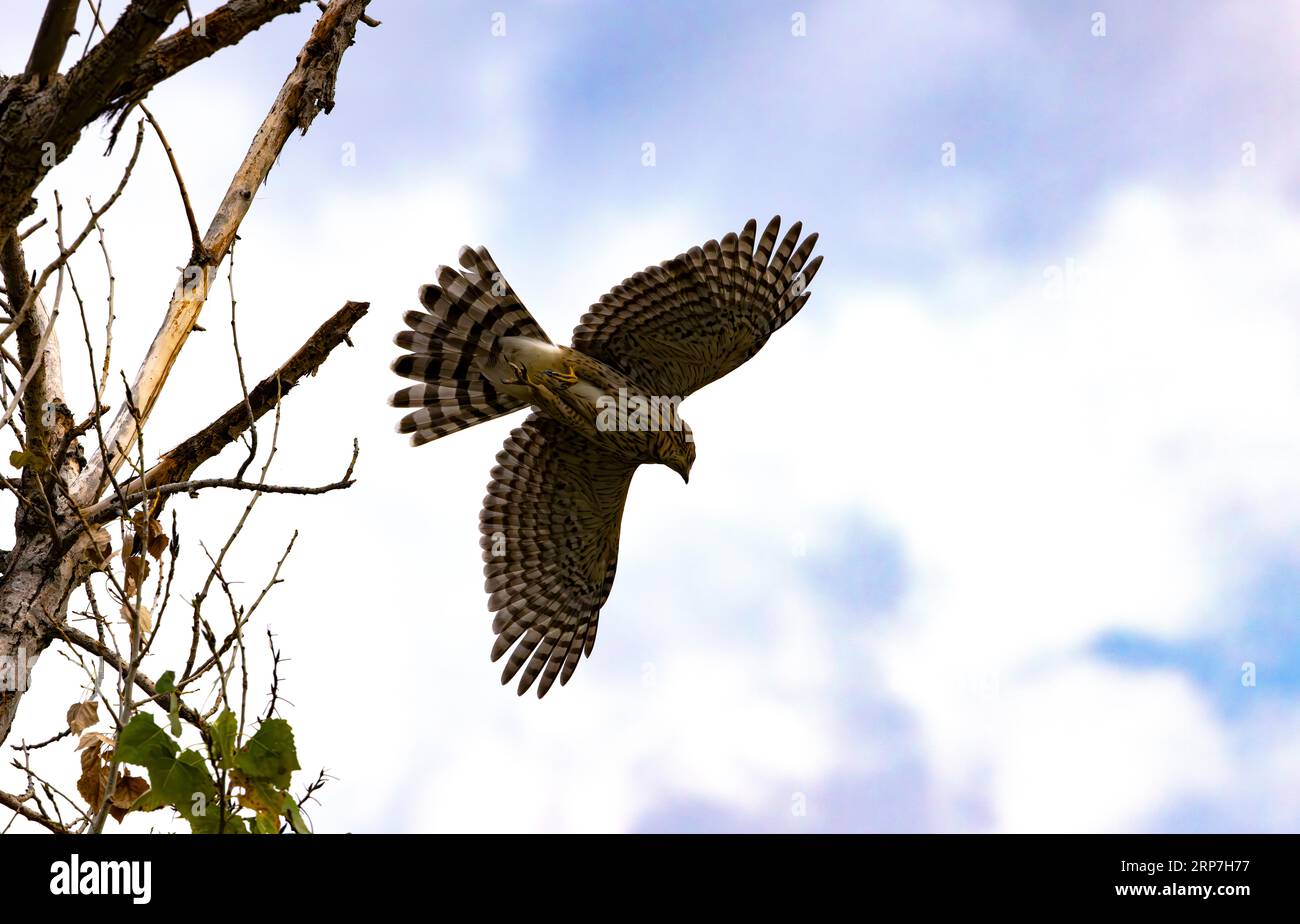 Coopers Hawk opens wings and swoops down from tree perch in early ...