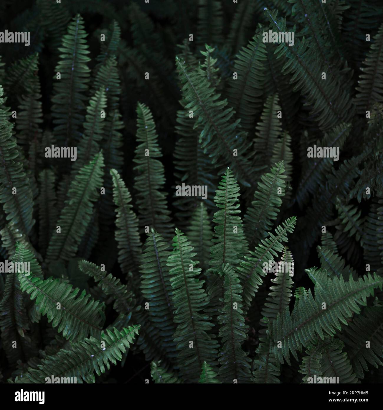 Thicket wild fern Stock Photo - Alamy