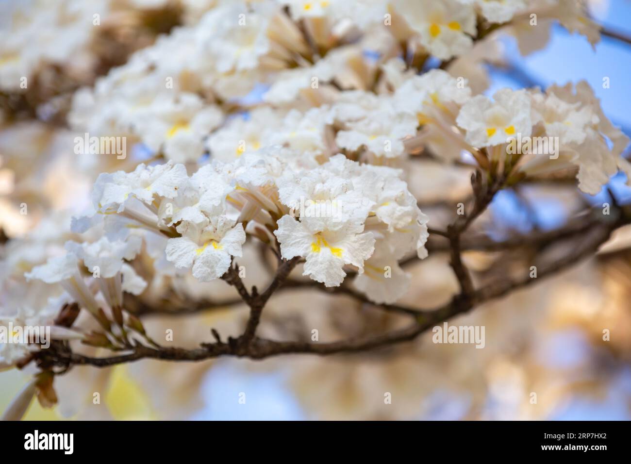 Wonderful Flowers of a white ipe tree, Tabebuia roseo-alba (Ridley ...