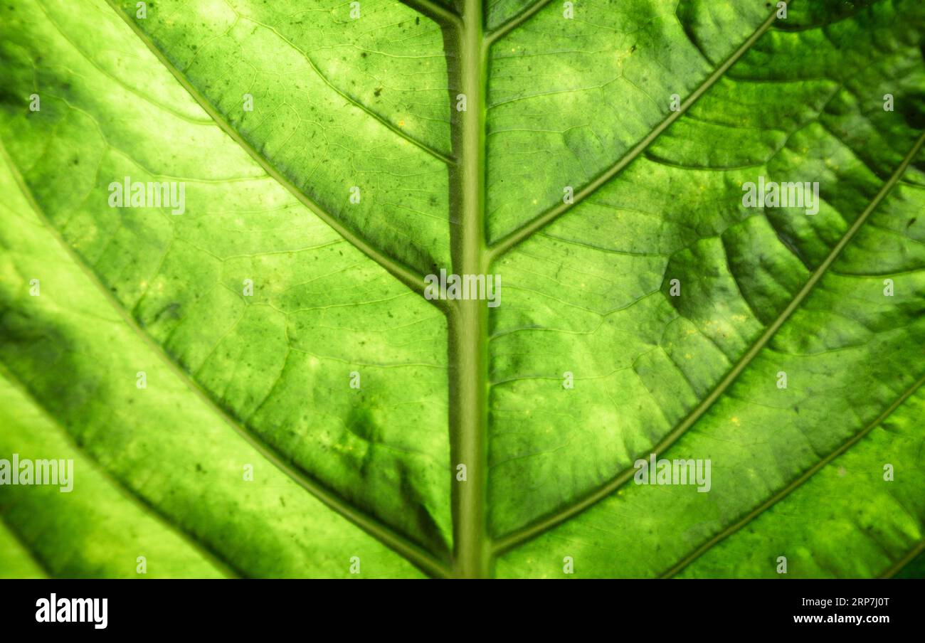 Beautiful green leaf macro graphy Stock Photo - Alamy