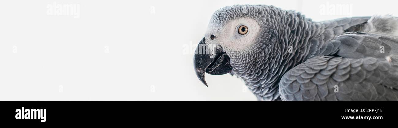 Bearded man petting cute bird Stock Photo - Alamy
