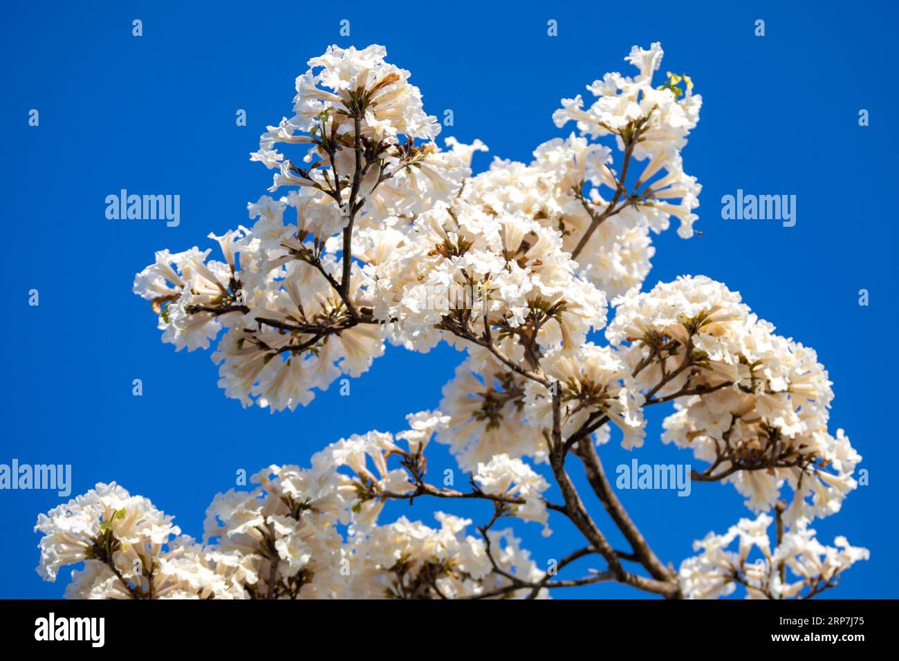 Wonderful Flowers of a white ipe tree, Tabebuia roseo-alba (Ridley ...