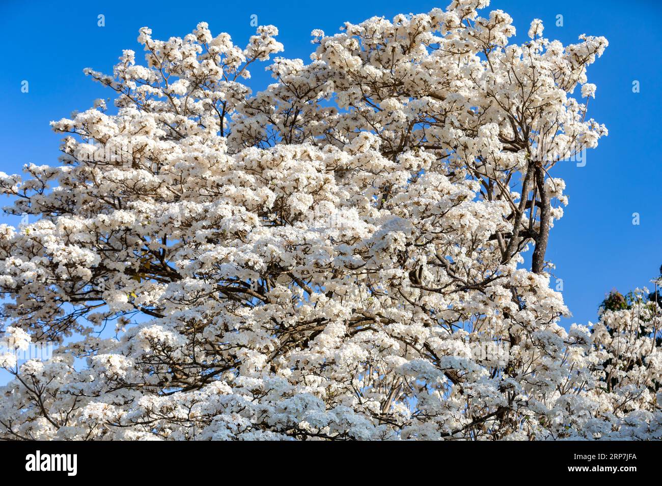 Wonderful Flowers of a white ipe tree, Tabebuia roseo-alba (Ridley ...