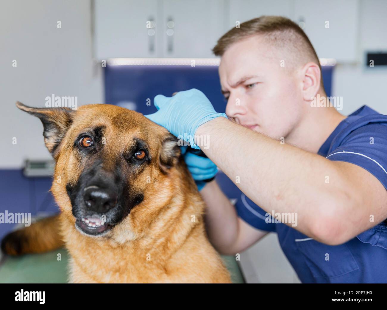 Medium shot careful doctor checking dog s ear Stock Photo - Alamy