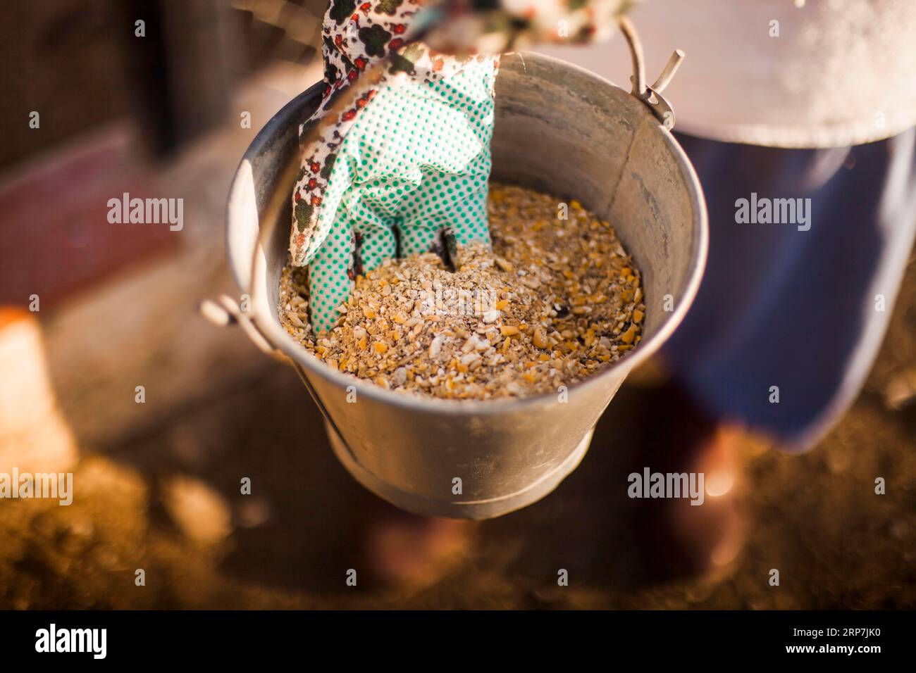 Person hand holding bucket with fodder Stock Photo - Alamy