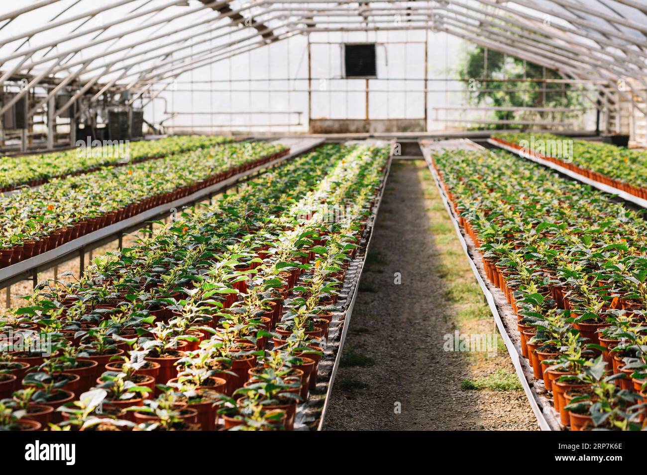 Fresh plants growing greenhouse Stock Photo - Alamy