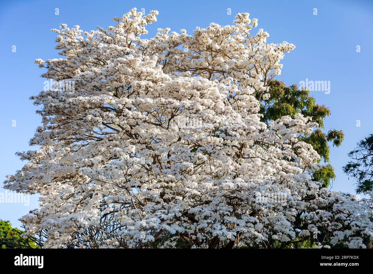 Wonderful Flowers of a white ipe tree, Tabebuia roseo-alba (Ridley ...