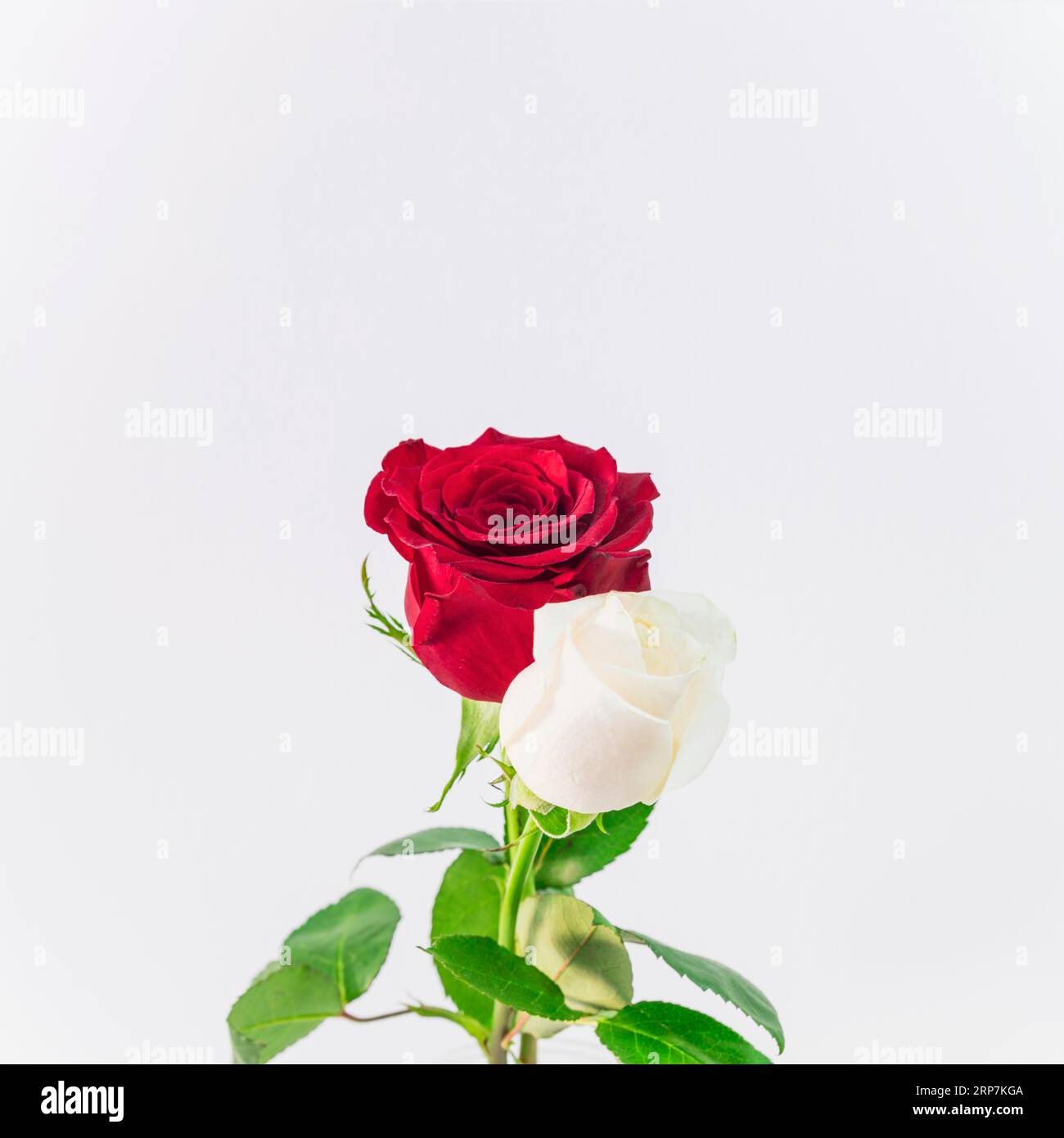 Blooms design hi-res stock photography and images - Alamy