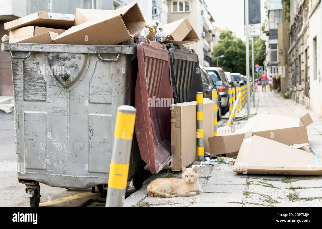 Cute cat sitting rubbish bin outdoors Stock Photo - Alamy