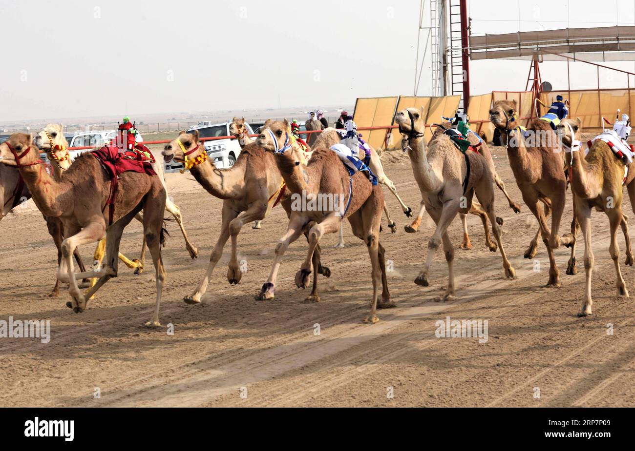 Kuwait camel hi-res stock photography and images - Alamy