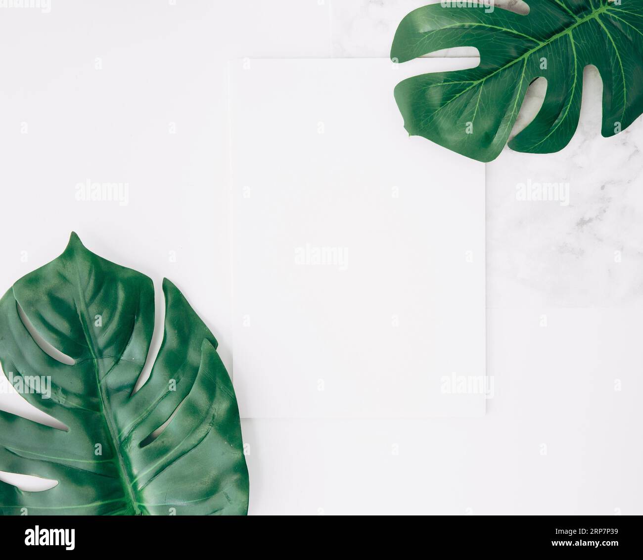 Overhead view two monstera leaf swiss cheese leaf with blank white ...