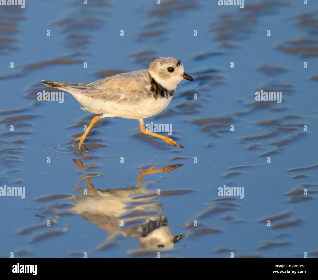 Piping plover (Charadrius melodus) running along the ocean coast during ...