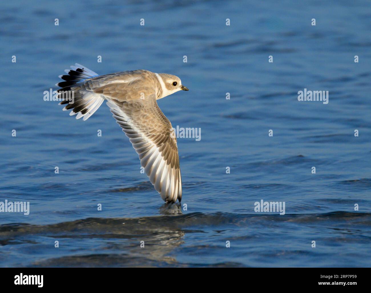 Piping plover (Charadrius melodus) flying over ocean during the fall ...