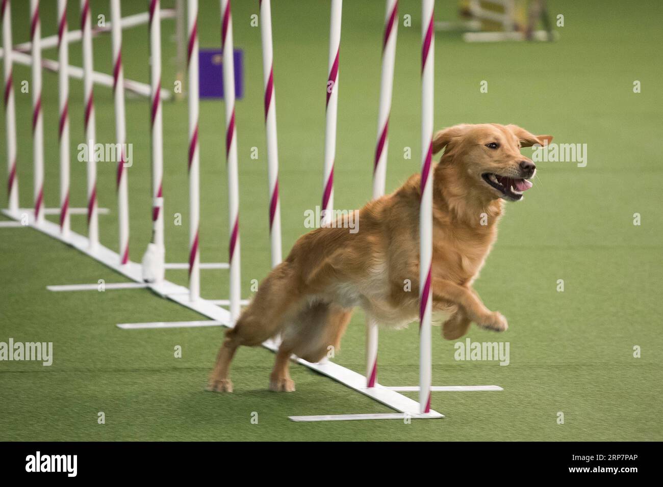 (190210) -- NEW YORK, Feb. 10, 2019 (Xinhua) -- A dog is seen at the ...