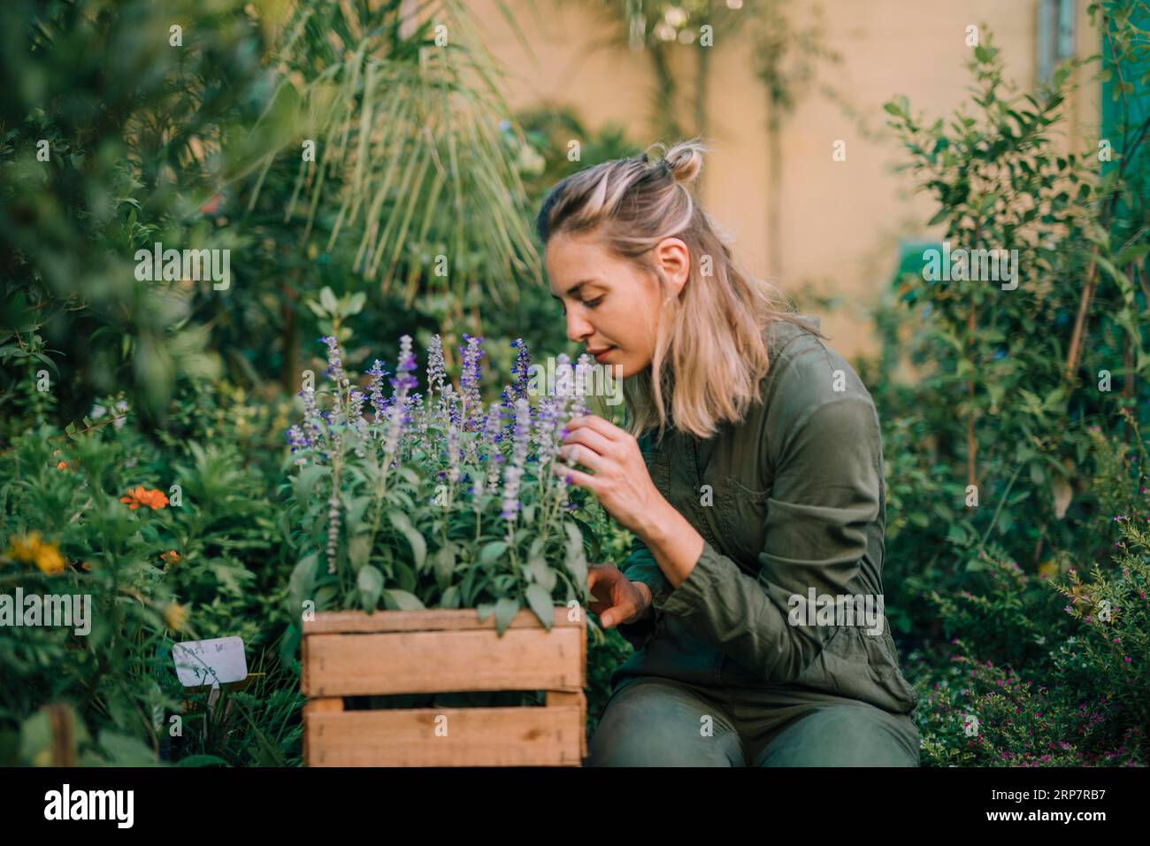 Woman smelling lavender flowers hi-res stock photography and images - Alamy