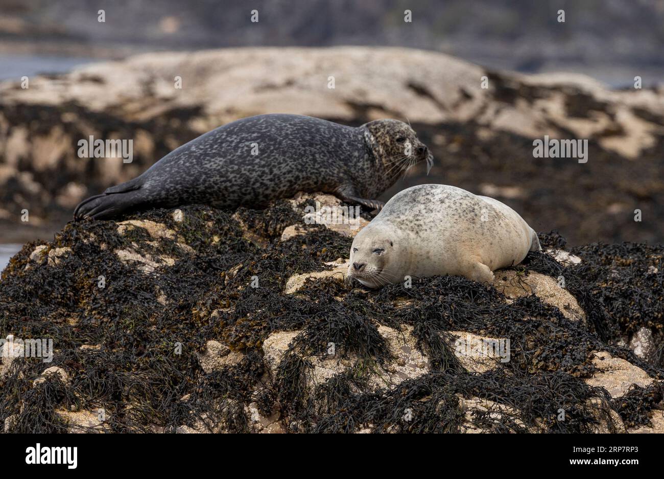 Harbour Seals basking on a rock in the middle of a scottish loch Stock ...