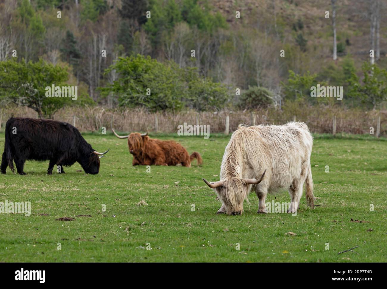 Grazing highlander hi-res stock photography and images - Alamy
