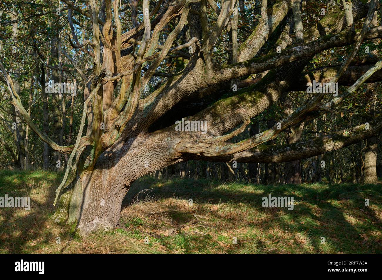 Oak tree, Old, Forest, Amsterdam water line dunes, Zandvoort, North Sea ...
