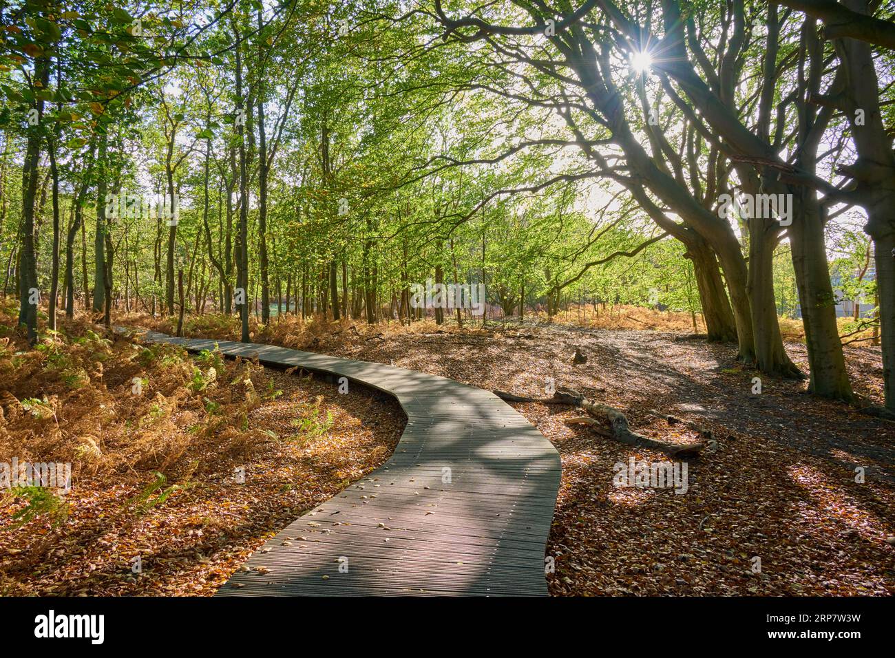 Wood plank path, forest, sun, Amsterdam water line dunes, Zandvoort ...