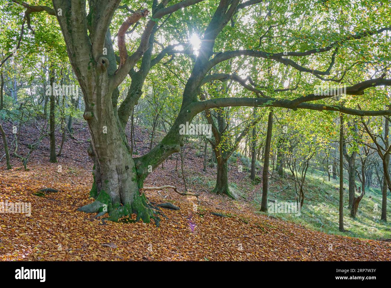 Beech tree, Old, Forest, Sun, Amsterdam water line dunes, Zandvoort ...