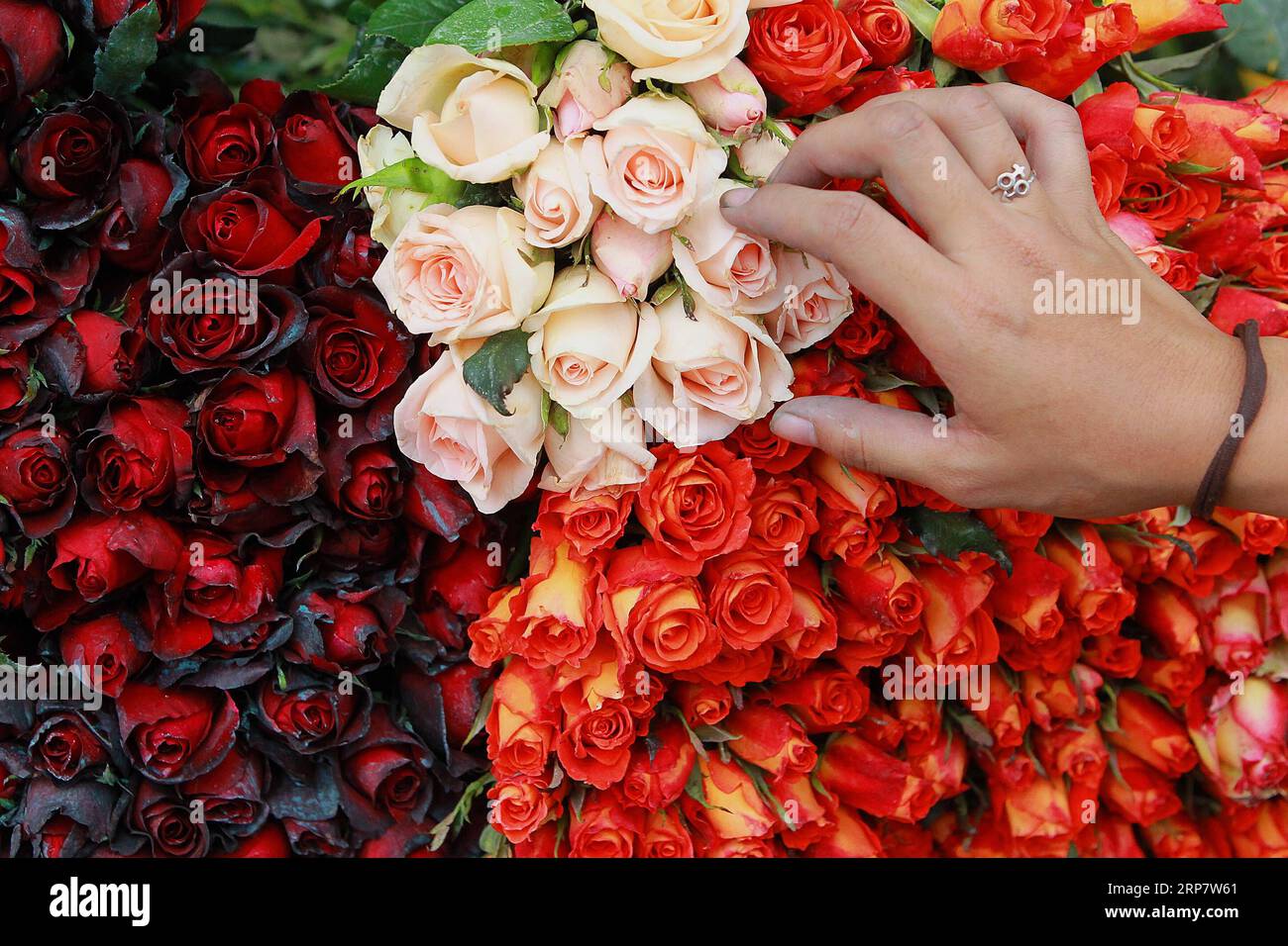 (190212) -- MANILA, Feb. 12, 2019 -- A vendor arranges flowers for the ...