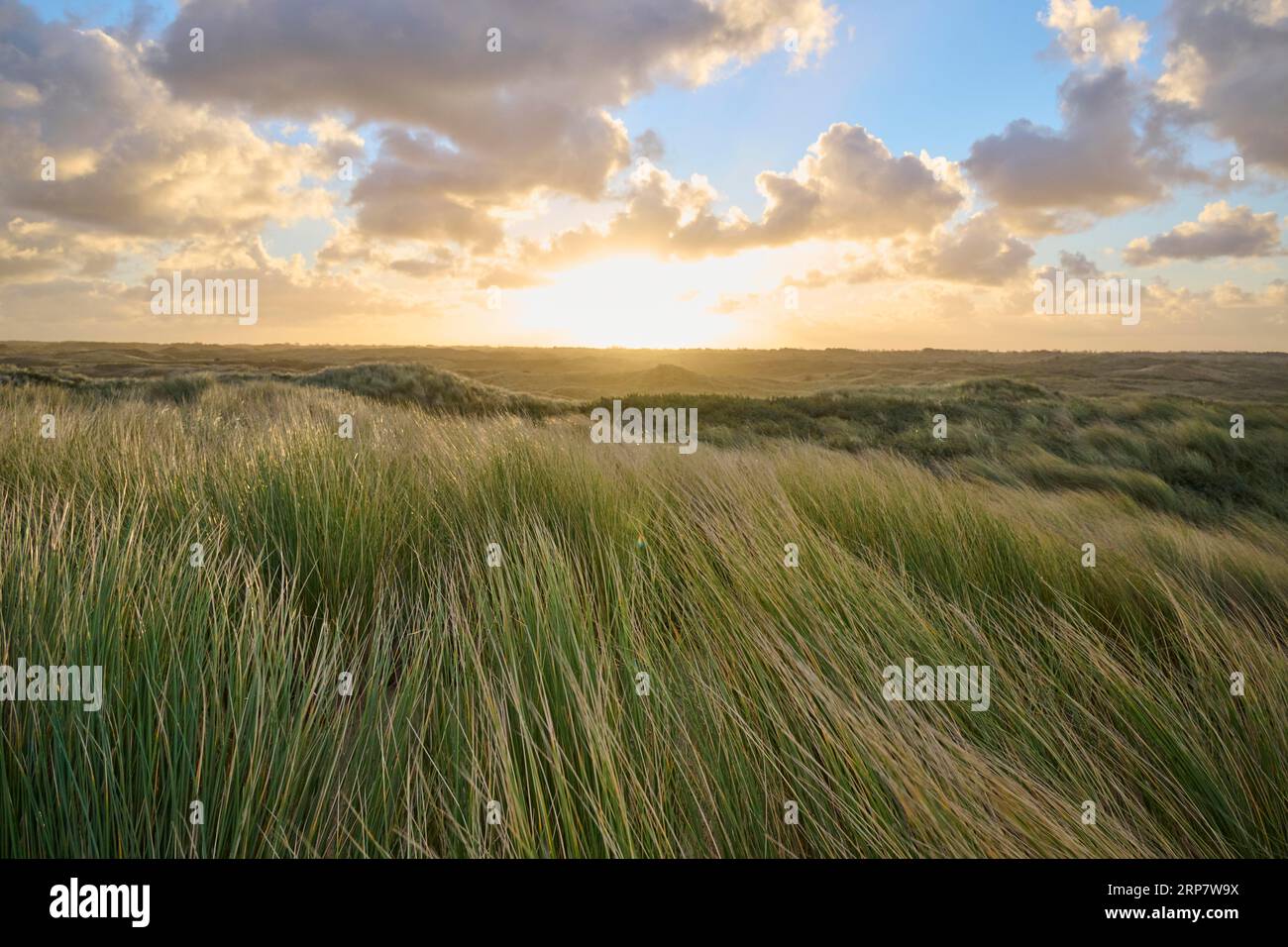 Sand dune, dune grass, clouds, sunrise, Amsterdam water line dunes ...