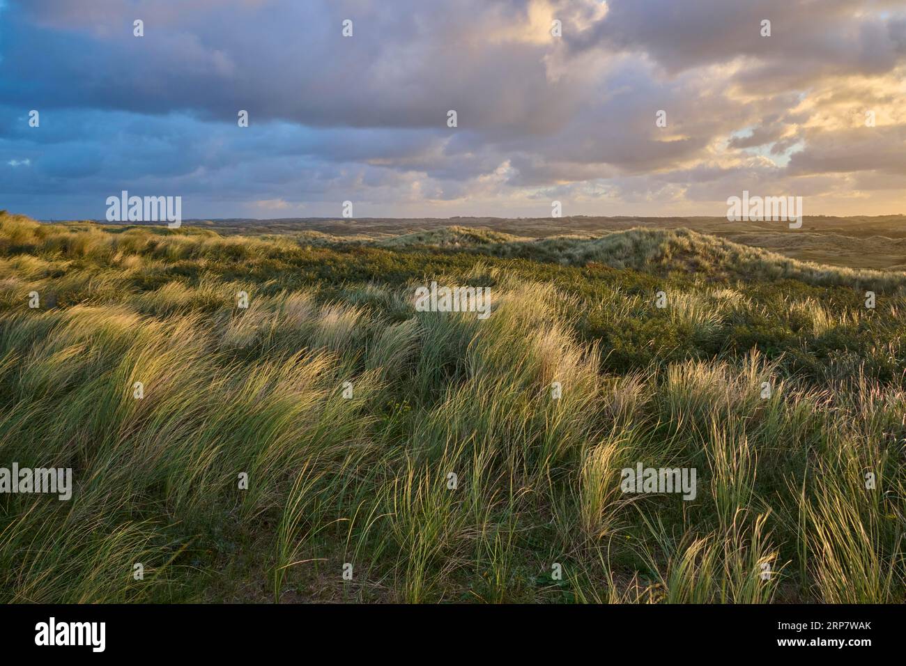 Sand dune, dune grass, clouds, sunrise, Amsterdam water line dunes ...