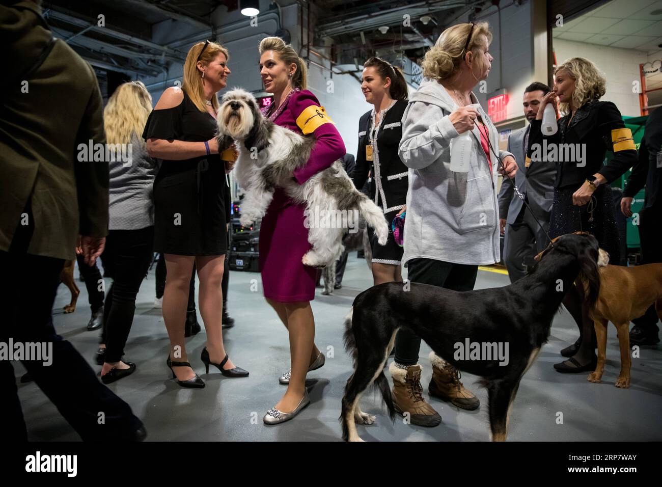 Westminster dog show handlers hi-res stock photography and images - Alamy
