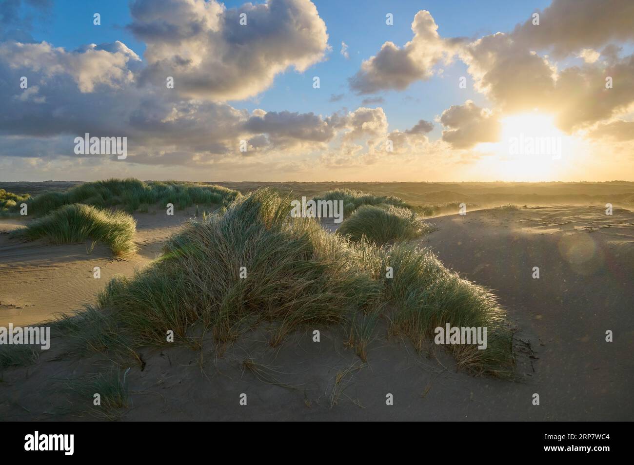 Sand dune, dune grass, clouds, sunrise, Amsterdam water line dunes ...