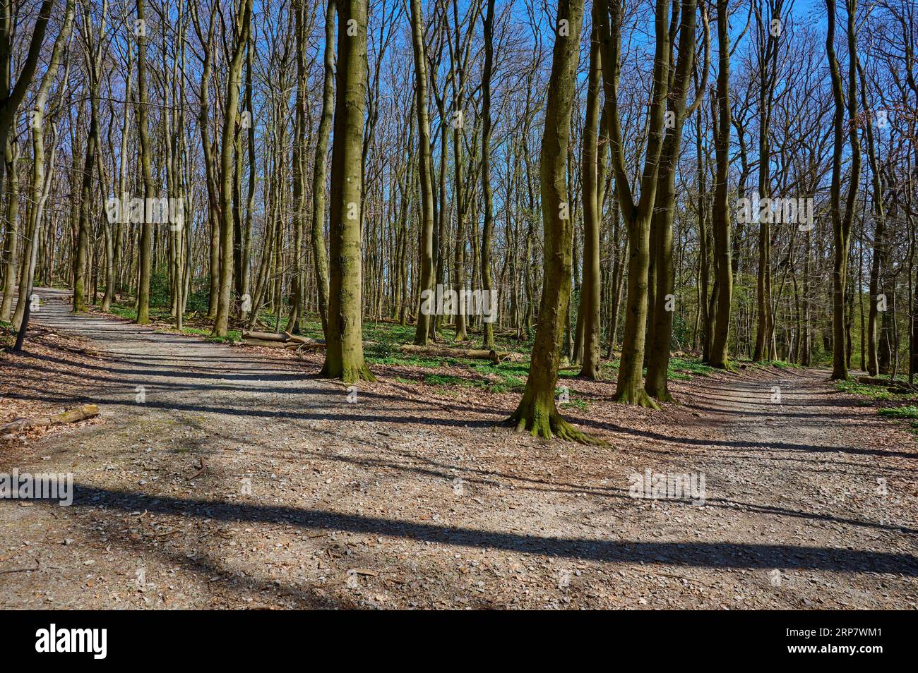 Fork, forest path, Kahler, deciduous forest, spring, Koenigstein im ...