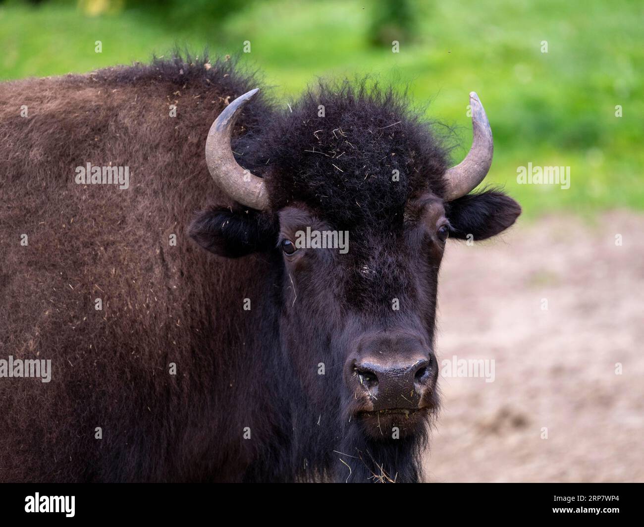 American bison looking at camera hi-res stock photography and images ...