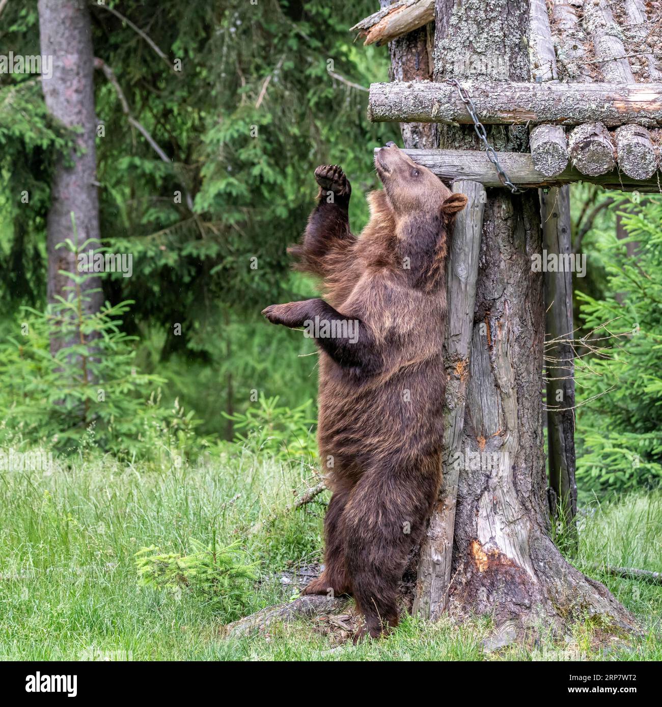 Brown bear (Ursus arctos) scratching its back on a tree, Wildpark ...