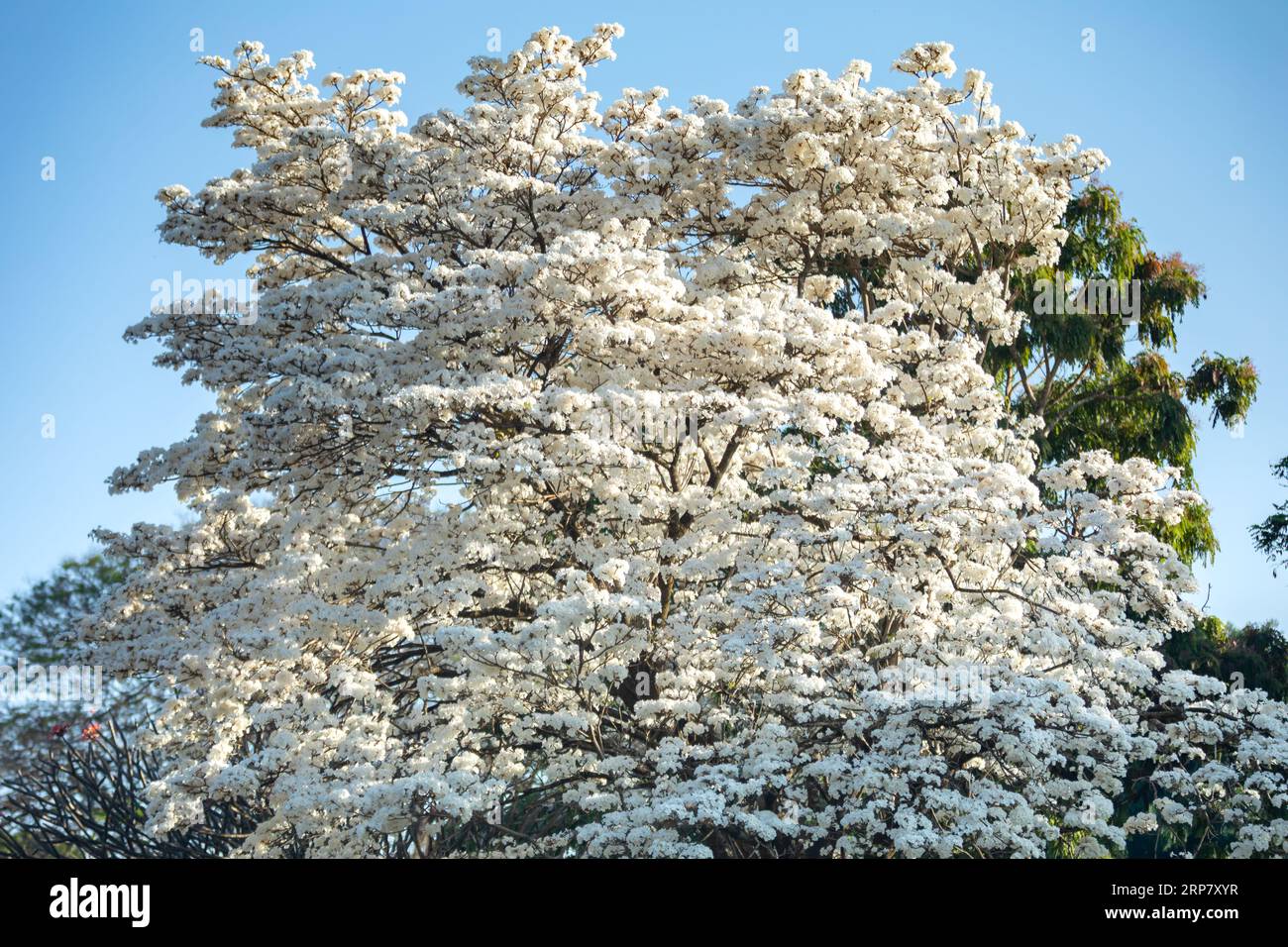 Wonderful Flowers of a white ipe tree, Tabebuia roseo-alba (Ridley ...