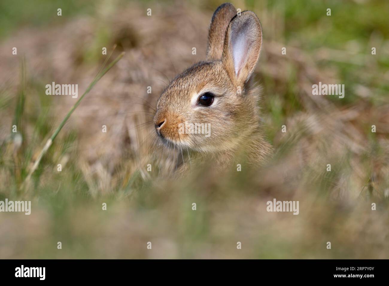 Feral bunny hi-res stock photography and images - Alamy