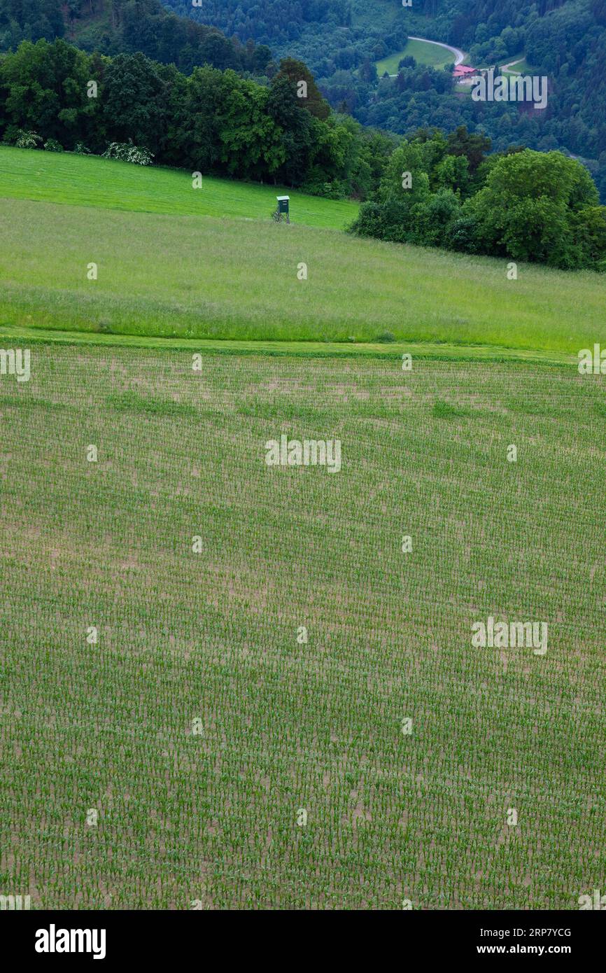 Maize field with hunter's high on the edge of the forest, Kirchberg ob ...