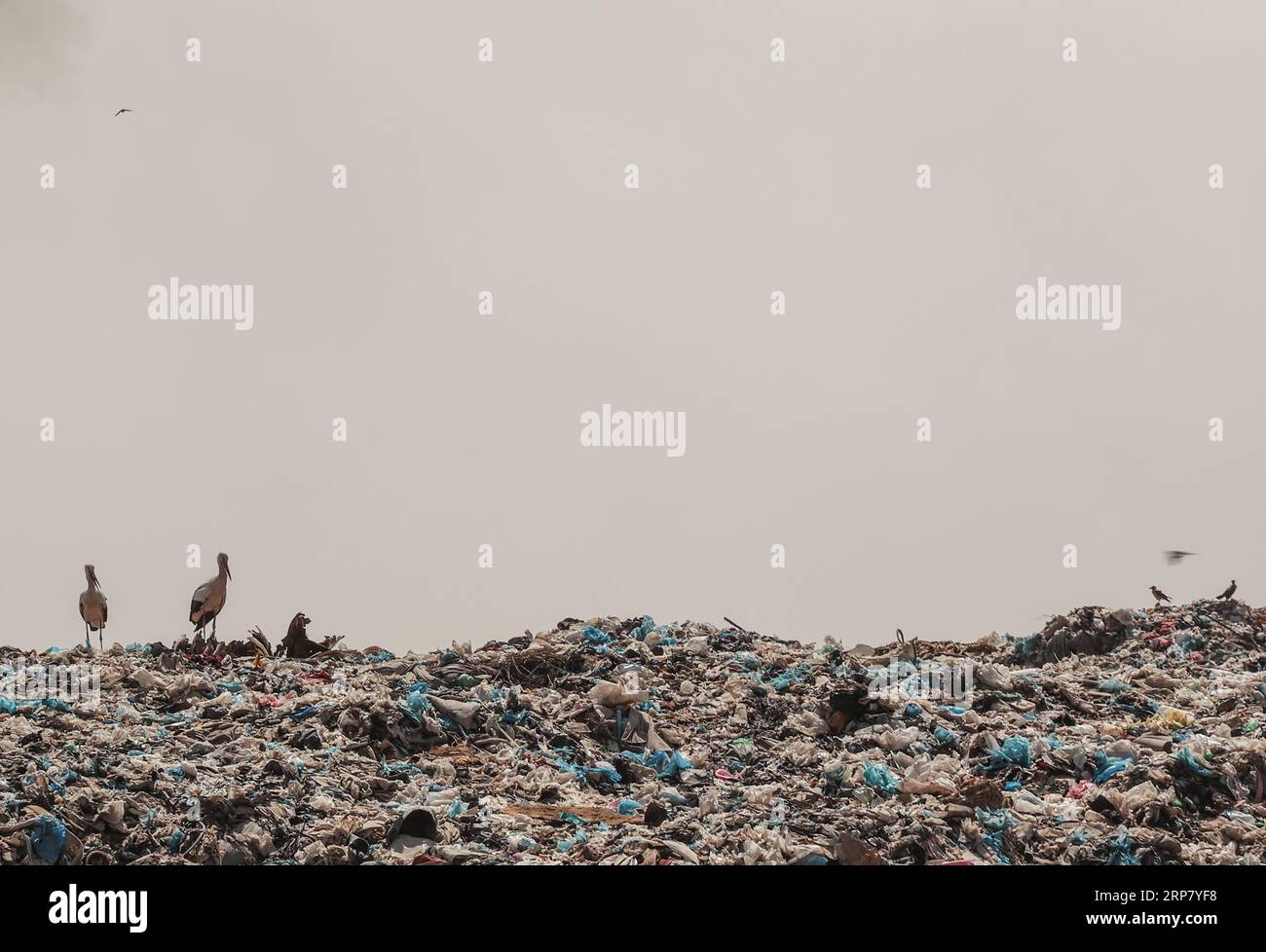 Storks landfill hi-res stock photography and images - Alamy